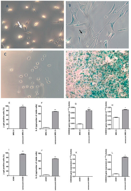 Researching New Drug Combinations with Senolytic Activity Using ...