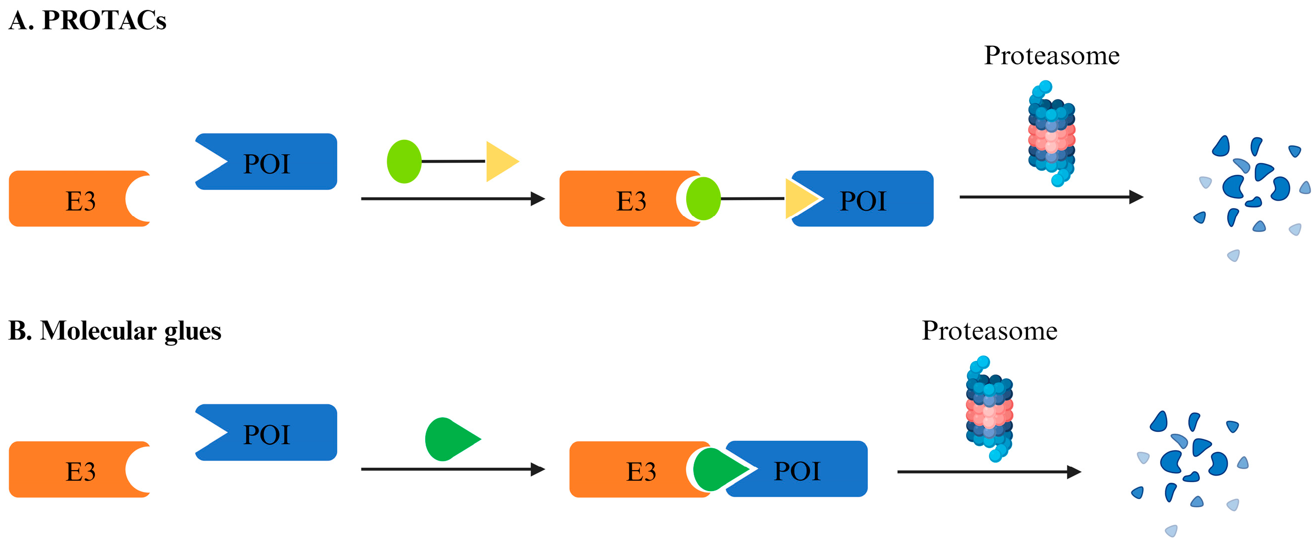 From PROTAC to TPD: Advances and Opportunities in Targeted Protein Degradation