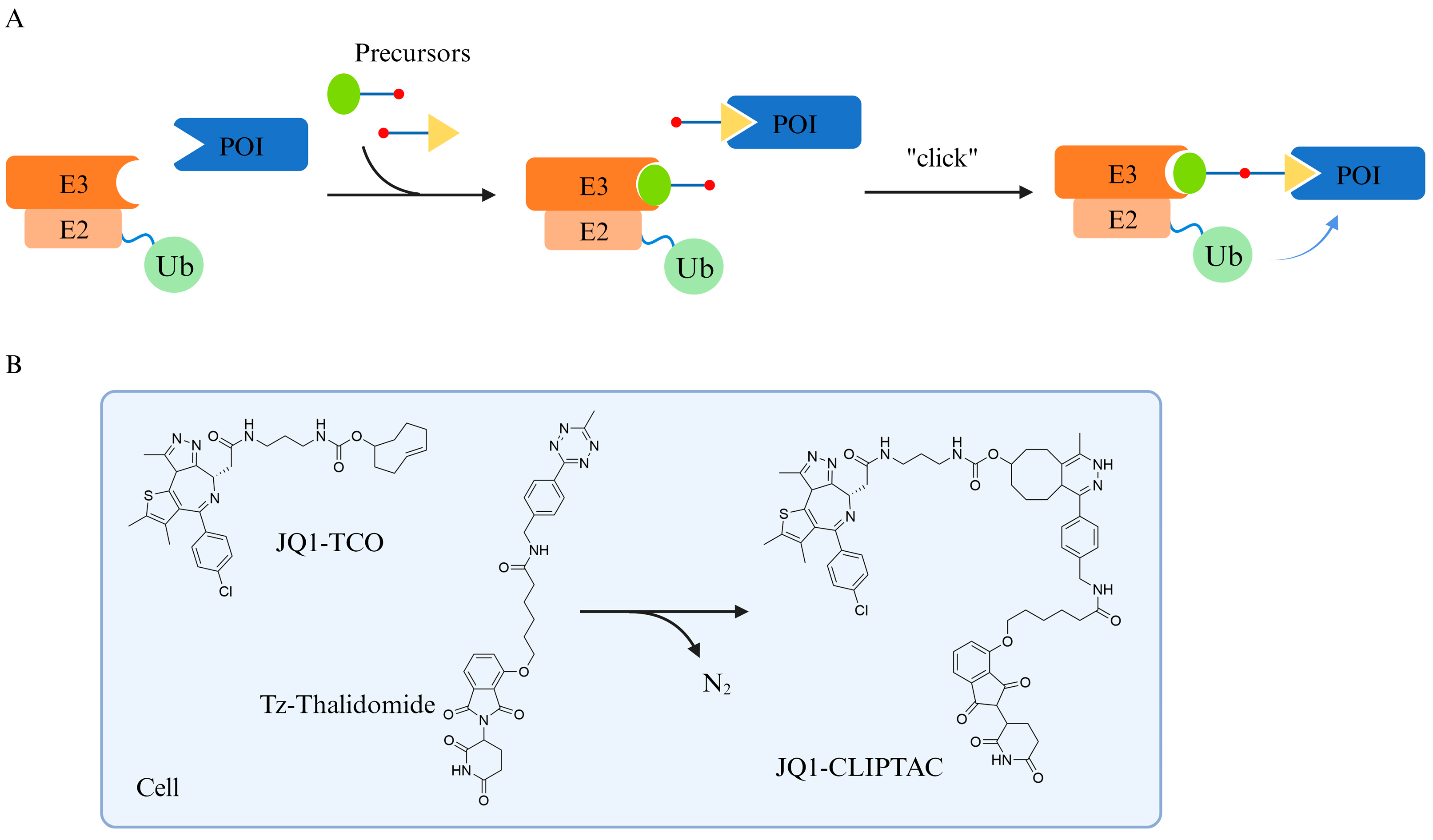 From PROTAC to TPD: Advances and Opportunities in Targeted Protein Degradation