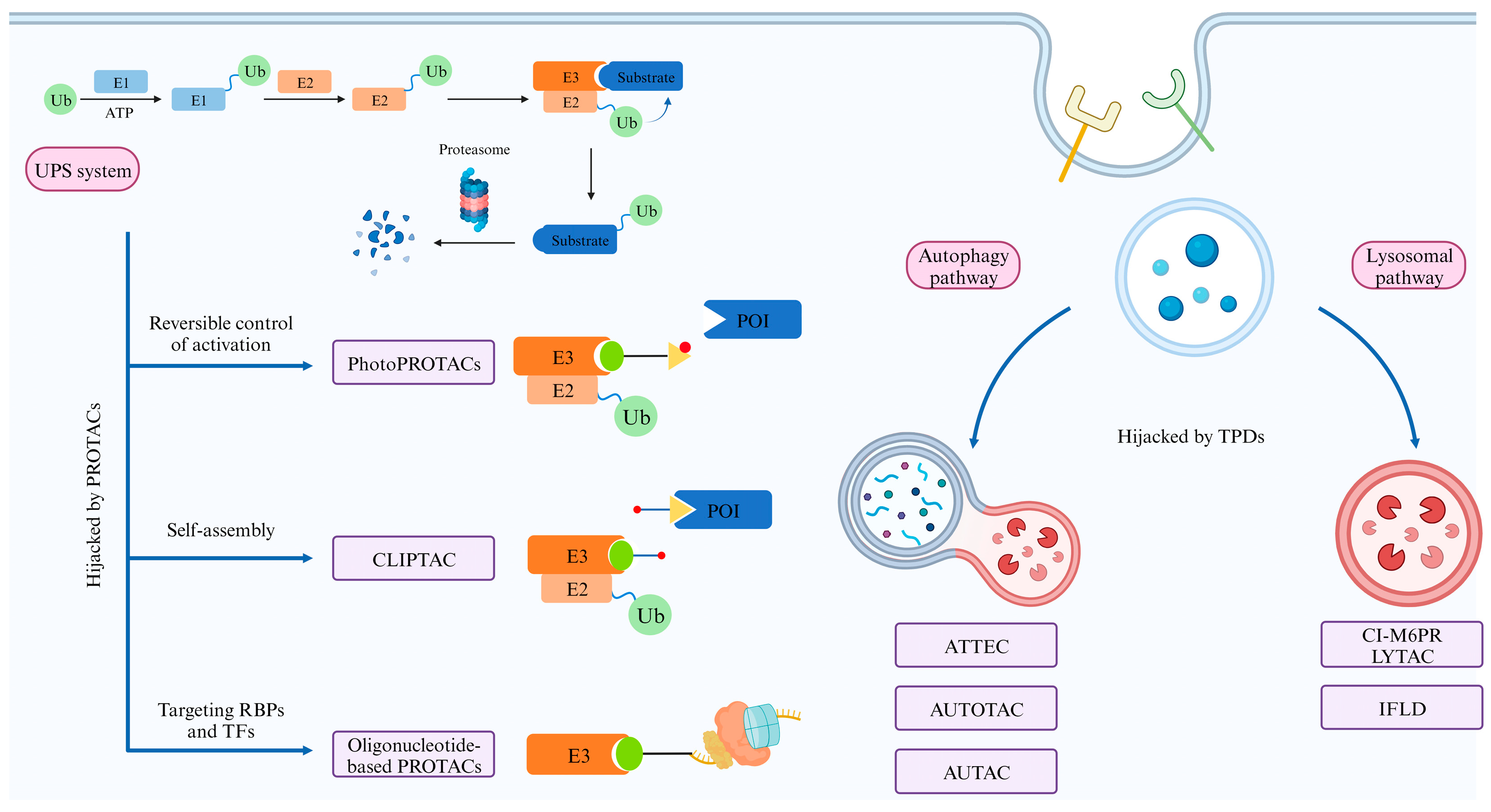 From PROTAC to TPD: Advances and Opportunities in Targeted Protein Degradation