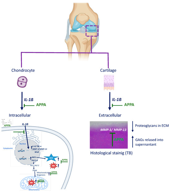 Anti-Inflammatory Activity of APPA (Apocynin and Paeonol) in Human ...