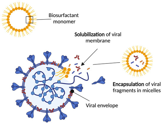 Microbial Biosurfactants: Antimicrobial Activity and Potential ...