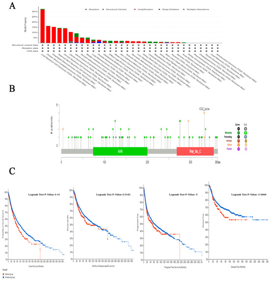 Oncogenic Potential of Replication Factor C Subunit 4: Correlations ...