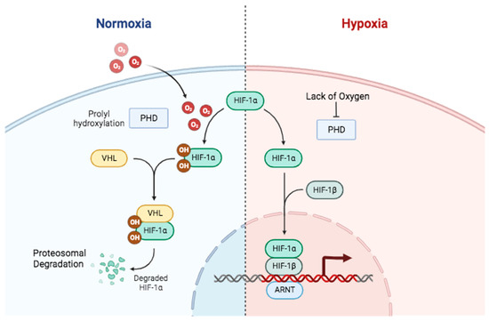 Targeting Hypoxia-Inducible Factor-1 (HIF-1) in Cancer: Emerging ...