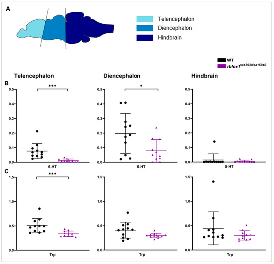 Decreased Brain Serotonin in rbfox1 Mutant Zebrafish and Partial ...