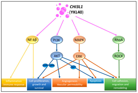 The Role of Chitinase-3-like Protein-1 (YKL40) in the Therapy of Cancer and Other Chronic ...