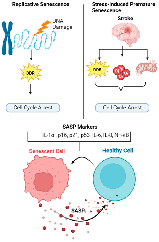 Senescence and SASP Are Potential Therapeutic Targets for Ischemic Stroke