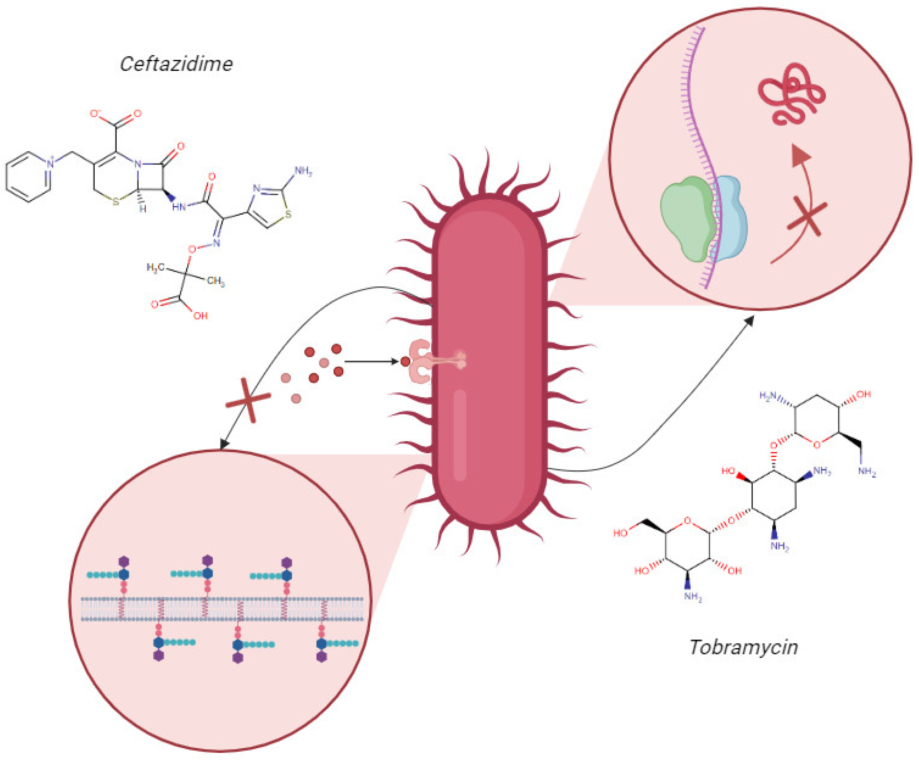 Ceftazidime/Tobramycin Co-Loaded Chitosan-Coated Zein Nanoparticles ...