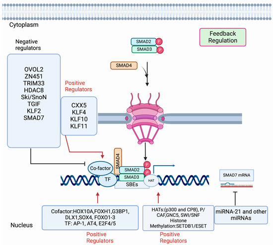 Targeting SMAD-Dependent Signaling: Considerations in Epithelial and ...