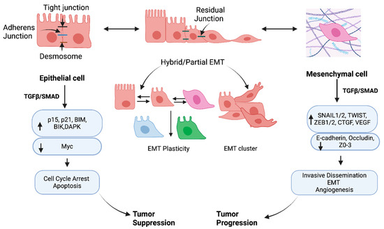 Targeting SMAD-Dependent Signaling: Considerations in Epithelial and ...