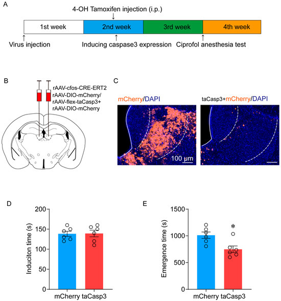 A Common Neuronal Ensemble in the Lateral Habenula Regulates Ciprofol ...