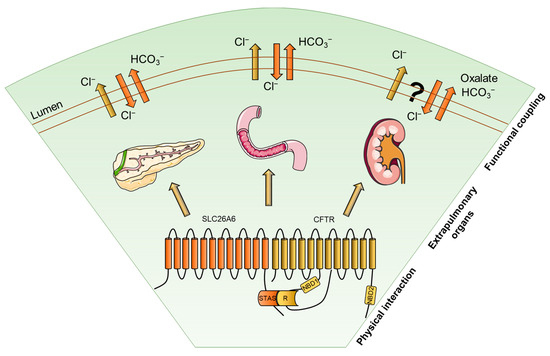 Unity Is Strength: The Mutual Alliance between CFTR and SLC26A6 as ...