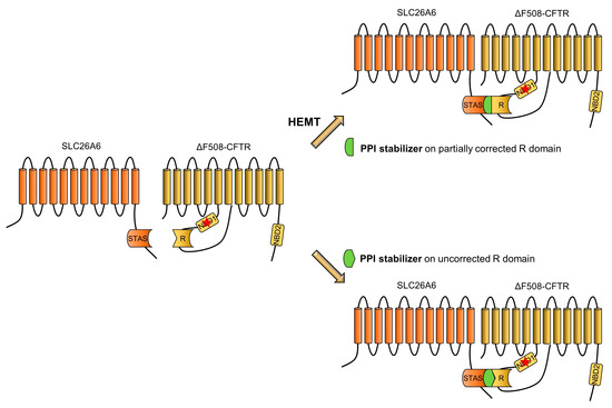 Unity Is Strength: The Mutual Alliance between CFTR and SLC26A6 as ...