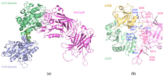 Lactoferrins in Their Interactions with Molecular Targets: A Structure ...