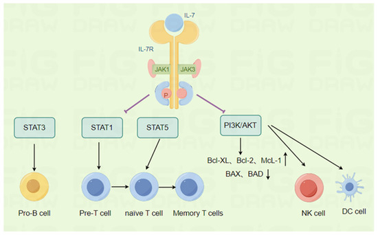 Advances in IL-7 Research on Tumour Therapy