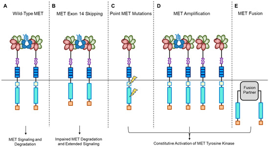 The MET Oncogene: Thirty Years of Insights into Molecular Mechanisms ...