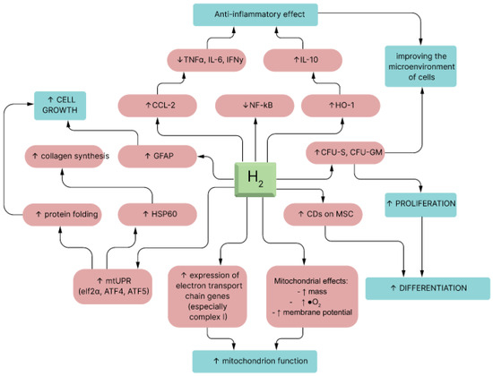 Mesenchymal Stem Cell Priming: Potential Benefits of Administration of ...