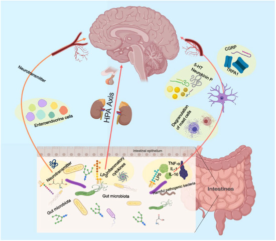 Bupleurum in Treatment of Depression Disorder: A Comprehensive Review