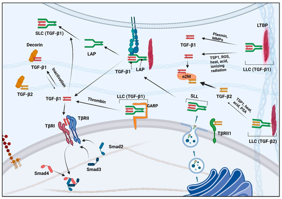 Advances and Challenges in Targeting TGF-β Isoforms for Therapeutic ...