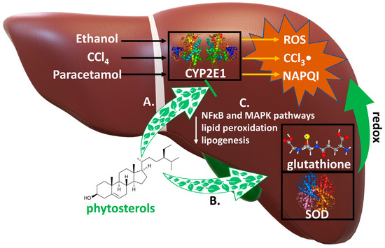 Phytosterols and the Digestive System: A Review Study from Insights ...