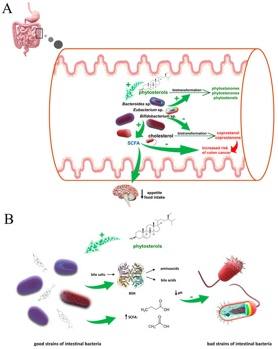 Phytosterols and the Digestive System: A Review Study from Insights ...