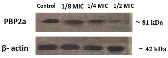 Glycyrrhizic Acid Nanoparticles Subside the Activity of Methicillin ...
