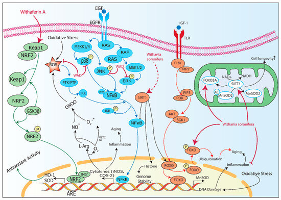 Emerging Vistas for the Nutraceutical Withania somnifera in Inflammaging