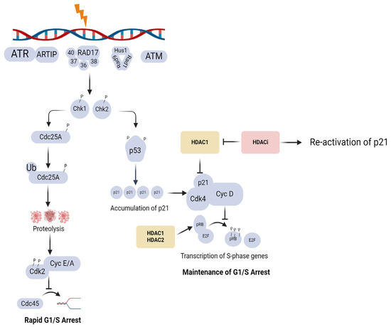 Mechanistic Sequence of Histone Deacetylase Inhibitors and Radiation ...