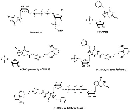 The Synergistic Effect of N2 and N7 Modifications on the Inhibitory Efficacy of mRNA Cap Analogues