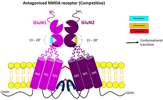 NMDA Receptor Antagonists: Emerging Insights into Molecular Mechanisms ...
