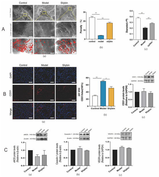 Extracellular Matrix Stiffness-Induced Mechanotransduction of ...