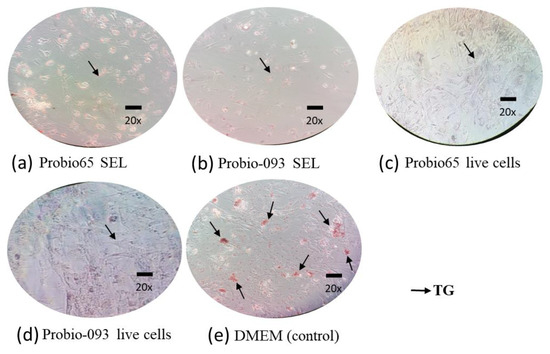 Efficacy of Probiotic Strains Lactobacillus sakei Probio65 and ...