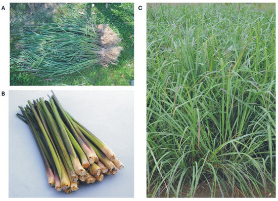 Antiviral, Antibacterial, Antifungal, and Anticancer Activity of Plant ...