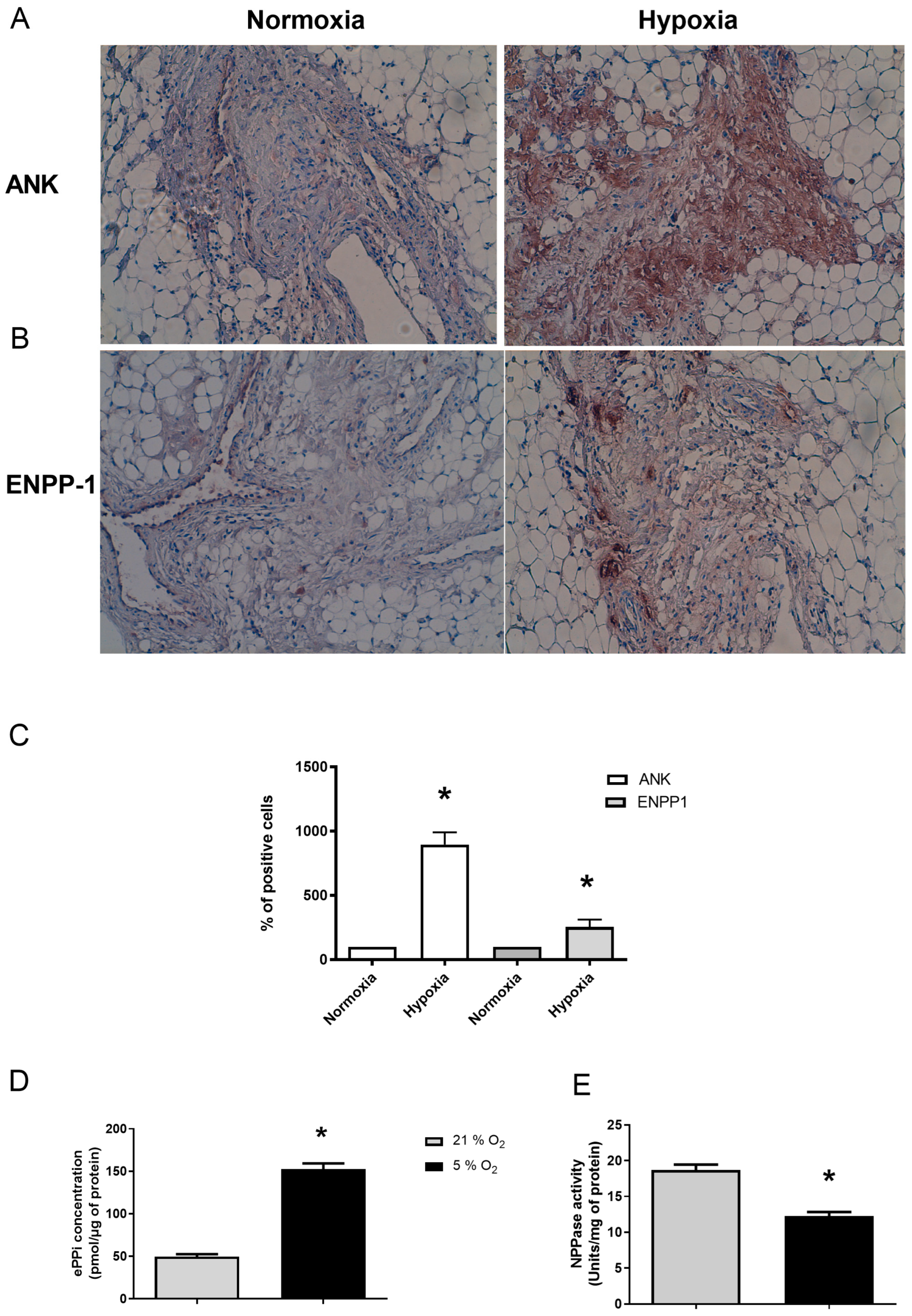 Synovial Membrane Is a Major Producer of Extracellular Inorganic ...