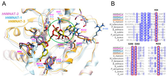Synthesis, Biological, and Computational Evaluations of ...