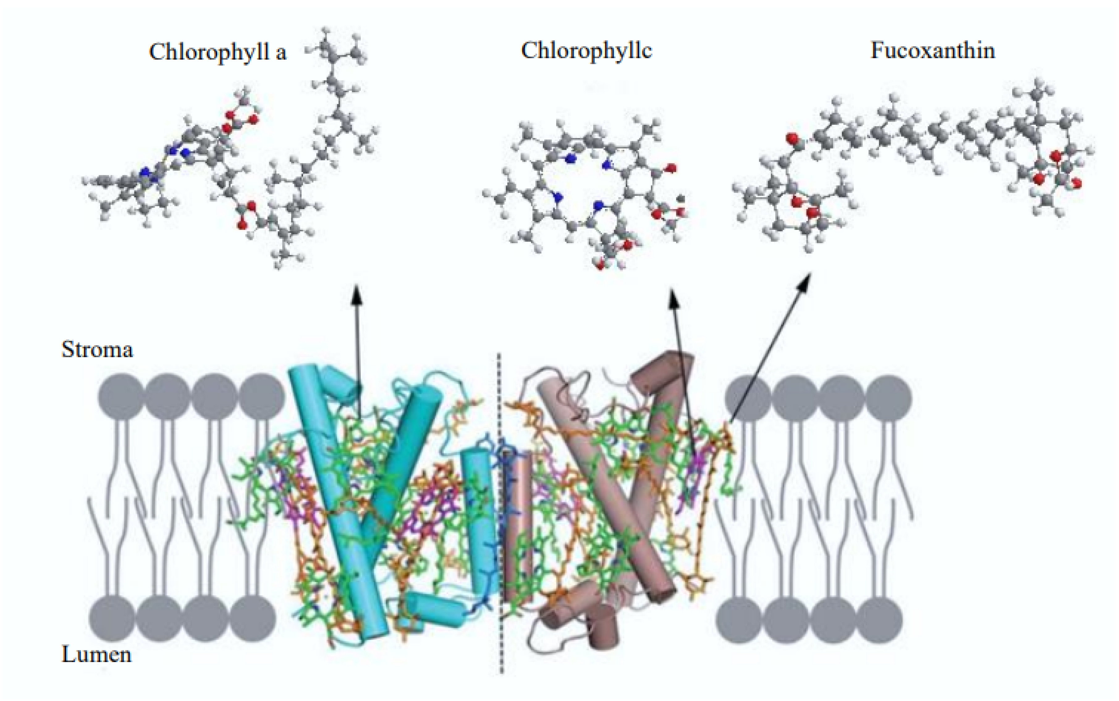 Unlocking the Green Gold: Exploring the Cancer Treatment and the Other Therapeutic Potential of ...