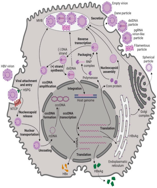 Insights into Immune Exhaustion in Chronic Hepatitis B: A Review of ...