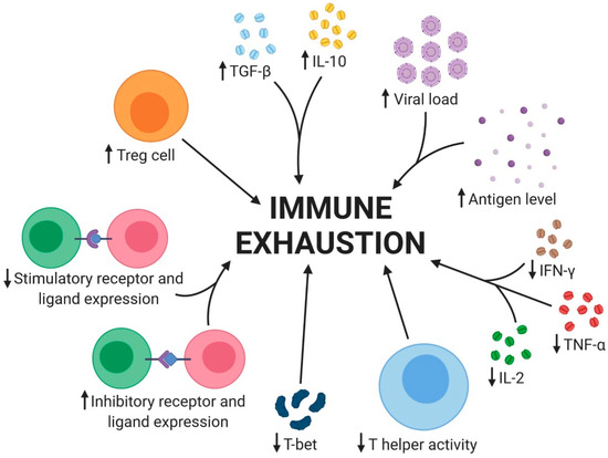 Insights into Immune Exhaustion in Chronic Hepatitis B: A Review of ...