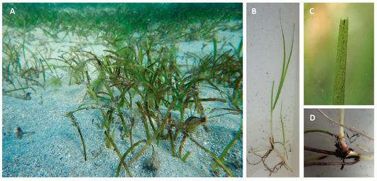 Pharmaceuticals | Free Full-Text | A Phytochemical Analysis and the ...