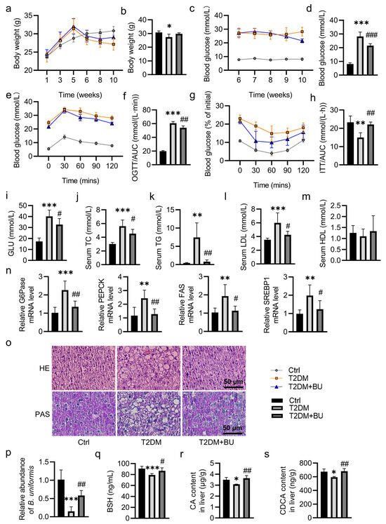 Bacteroides uniformis Ameliorates Carbohydrate and Lipid Metabolism ...