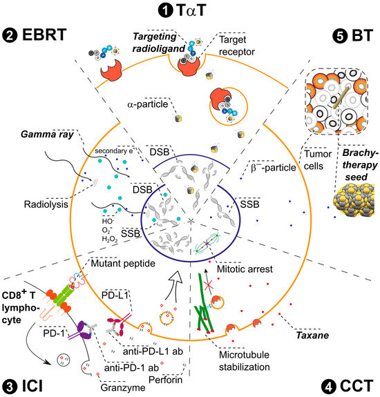 Future Treatment Strategies for Cancer Patients Combining Targeted Alpha Therapy with Pillars of ...