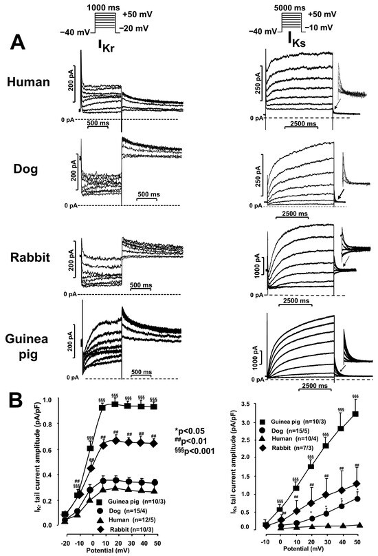 A Comparative Study of the Rapid (IKr) and Slow (IKs) Delayed Rectifier ...
