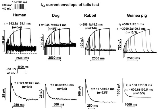 A Comparative Study of the Rapid (IKr) and Slow (IKs) Delayed Rectifier ...