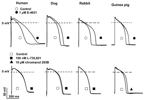 A Comparative Study of the Rapid (IKr) and Slow (IKs) Delayed Rectifier ...