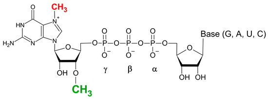 Application of Mammalian Nudix Enzymes to Capped RNA Analysis
