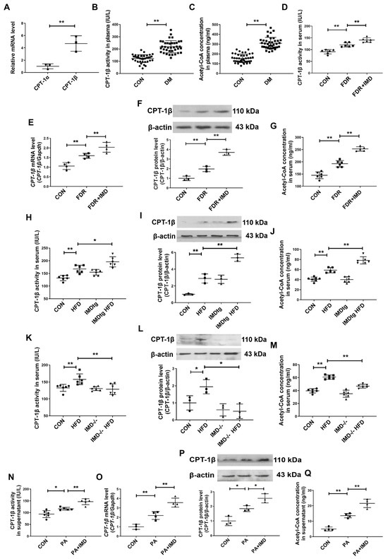 Intermedin Alleviates Diabetic Cardiomyopathy by Up-Regulating CPT-1β ...