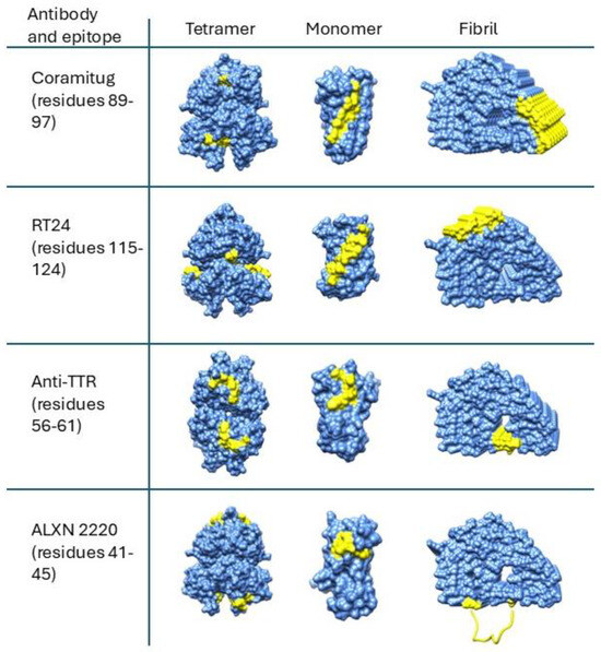 Structural Basis for Monoclonal Antibody Therapy for Transthyretin ...