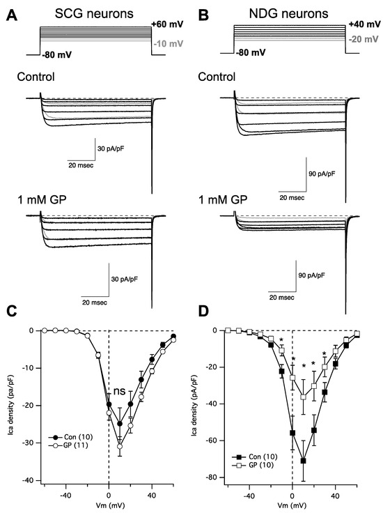 Rat Sympathetic Neuron Calcium Channels Are Insensitive to Gabapentin