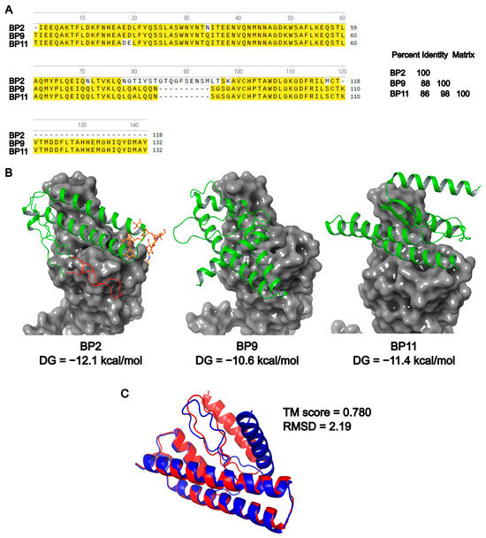 Study of Potential Blocking Peptides Targeting the SARS-CoV-2 RBD/hACE2 Interaction