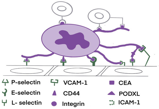 Cancer Metastases to the Liver: Mechanisms of Tumor Cell Colonization